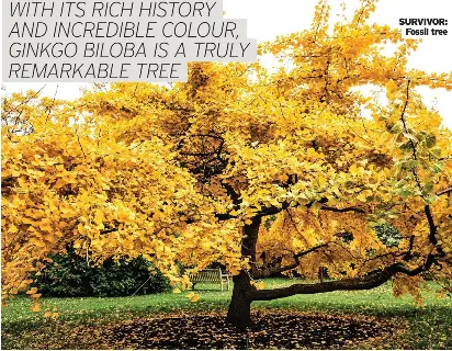 Amber alert - PressReader