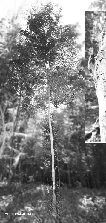 YAKAL KALIOT - PressReader