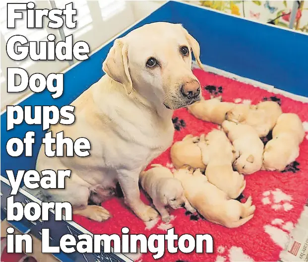 First Guide Dog pups of the year born in Leamington - PressReader