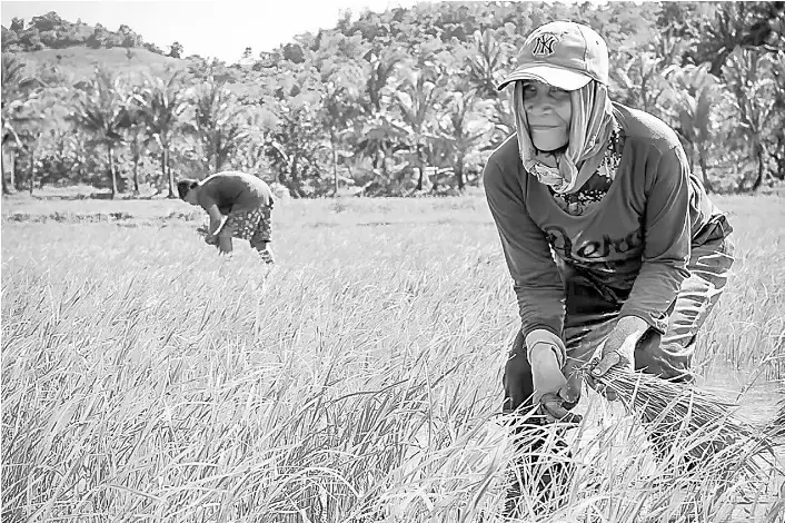 LOANS, TECH EMPOWER FILIPINO FARMERS - PressReader