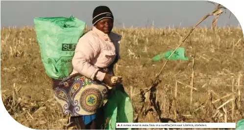 Zimbabwe bets on no-till farming to reduce El Nino impact on grain - PressReader