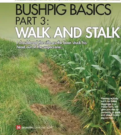 BUSHPIG BASICS PART 3: WALK AND STALK - PressReader