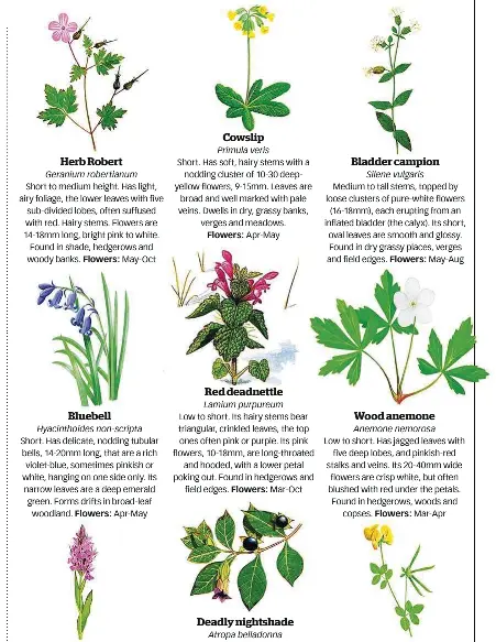 Spotter’s guide to spring wildflower­s The season’s first wildflower­s ...