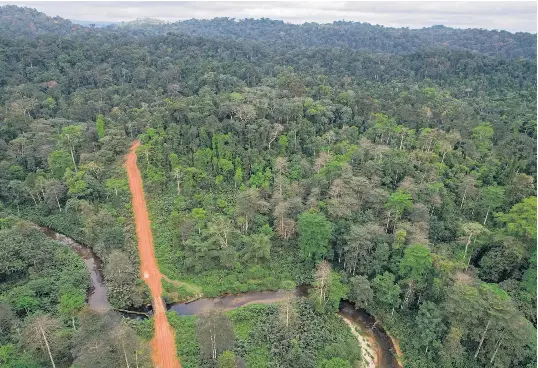 Gabon’s green logging laws offer COP26 countries a path to action on ...