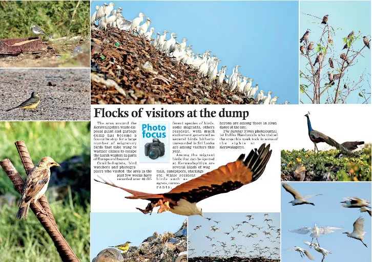 Flocks of visitors at the dump - PressReader