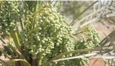 Iraq’s date palms: rescuing a national icon - PressReader