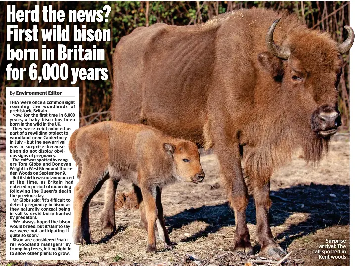 Herd the news? First wild bison born in Britain for 6,000 years ...