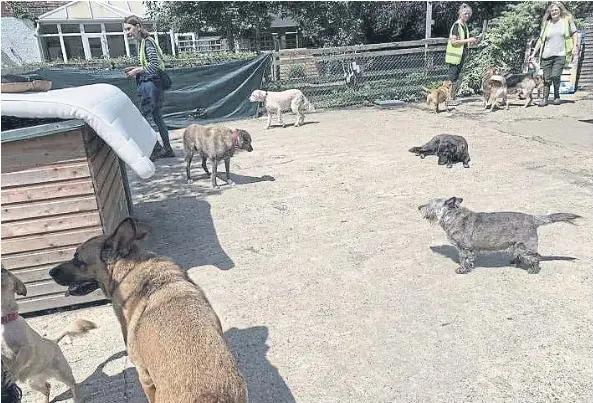 Animal rescue fighting for its future and a new location - PressReader