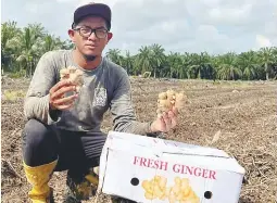 Growing zesty success through ginger farming - PressReader