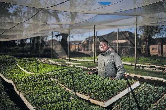 Profitably sharing seedlings in Soweto’s garden of plenty - PressReader