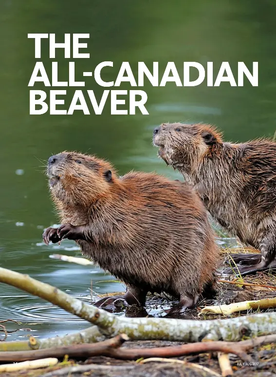 THE ALL-CANADIAN BEAVER - PressReader