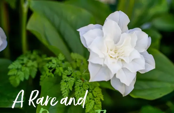 A Rare and Precious Thing - PressReader