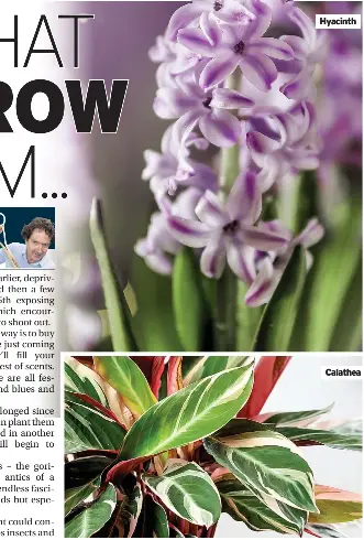 GIFTS THAT WILL GROW ON THEM... - PressReader