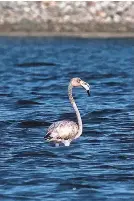 Flamingos being seen as far north as Cape Cod - PressReader