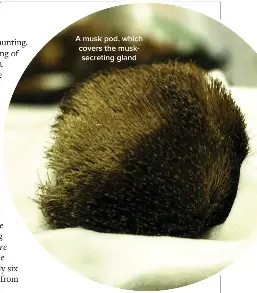 What is musk? - PressReader