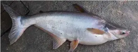 Tawar beli Patin Muncung harga tinggi buat induk - PressReader