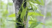 Invasive dog-strangling vine sheds seeds across southern Ontario ...