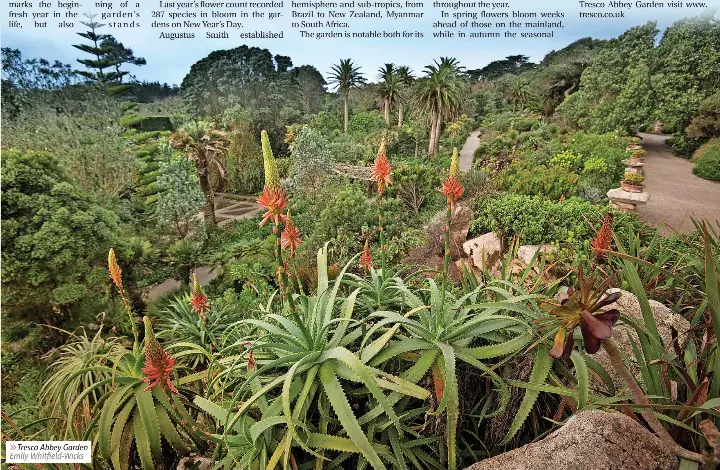 Scilly season for exotic flowers begins - PressReader