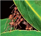 Ants team up to make tough decisions - PressReader