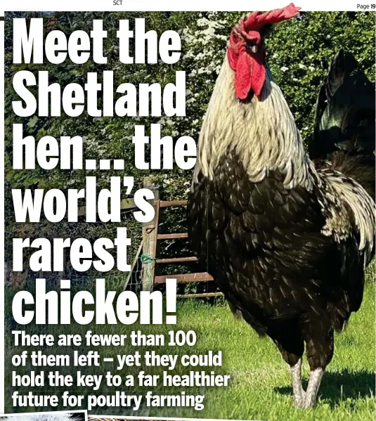 Meet the Shetland hen... the world’s rarest chicken! - PressReader