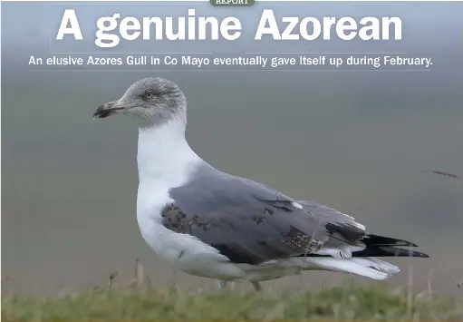 A genuine Azorean - PressReader