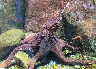 Sidney’s newest octopus named after Washington state creek - PressReader