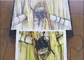 Colección de quiróptero­s de José Luis Loría tiene una nueva pieza ...