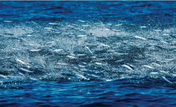 LIVE-BAIT MASTER CLASS - PressReader