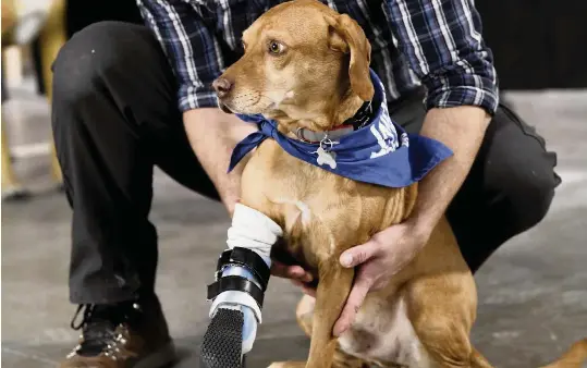 ‘The Wizard of Paws’ works to craft prosthetic­s for animals - PressReader