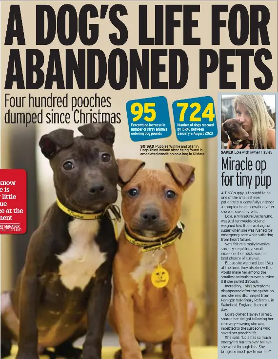 A DOG’S LIFE FOR ABANDONED PETS - PressReader