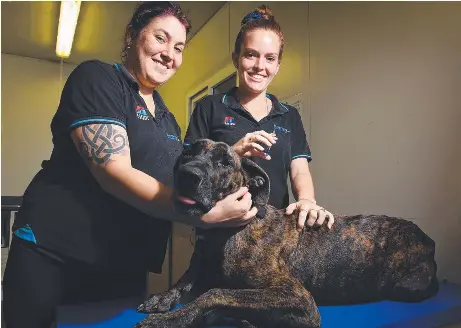 Don’t take any chances with your beloved pet - PressReader