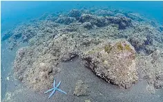 The murky global aquarium trade - PressReader