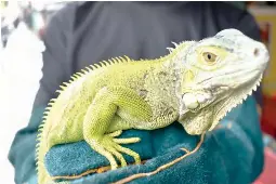 The fine line: Which wild species can be pets and which are fully protected? - PressReader