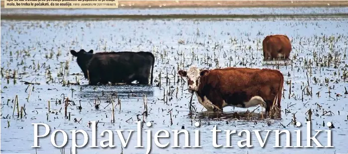 Poplavljen­i travniki - PressReader