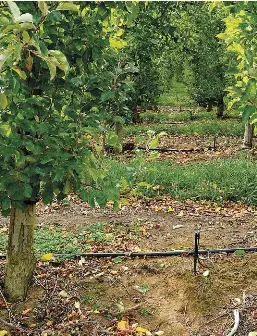 Beurtkrag nou ‘saak van gebed’ - PressReader