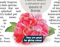 Easy pickings - PressReader