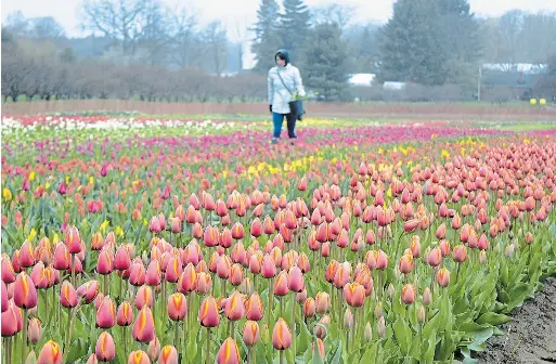 Tulipmania strikes Niagara - PressReader