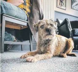 Dog-friendly destinatio­ns to get tails wagging on coast - PressReader