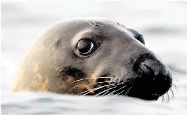 Bird flu is decimating seal colonies. Scientists don’t know how to stop ...