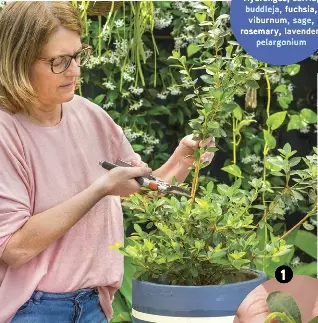 PROPAGATE AZALEA CUTTINGS - PressReader