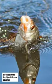 TALKING POINT Should foul-hooked fish count in matches or as specimen ...