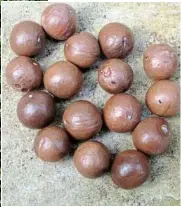 It’s raining nuts - PressReader