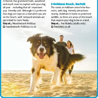 Get your dog beach-ready! - PressReader