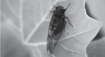 Swarming cicadas may have lit up weather radar like rain storm - PressReader