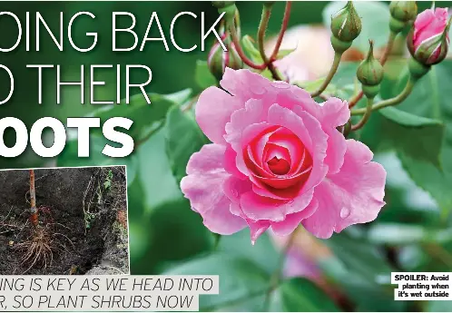 GOING BACK TO THEIR ROOTS - PressReader