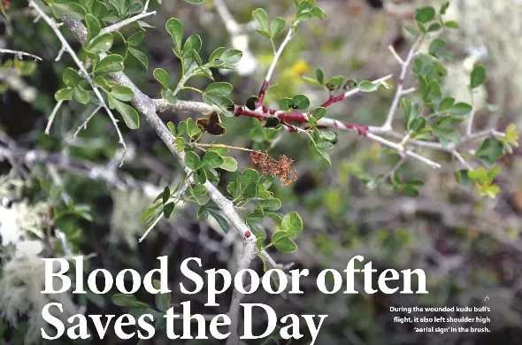 BLOOD SPOOR - PressReader