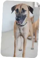 Animal Adoption - PressReader