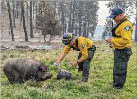 Wild ‘super pigs’ from Canada target of war on feral hogs - PressReader