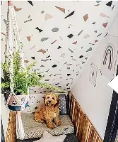 FOR THE PAMPERED PET - PressReader