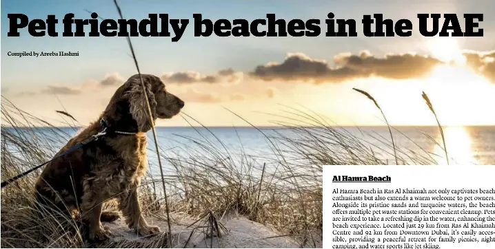 Pet friendly beaches in the UAE - PressReader